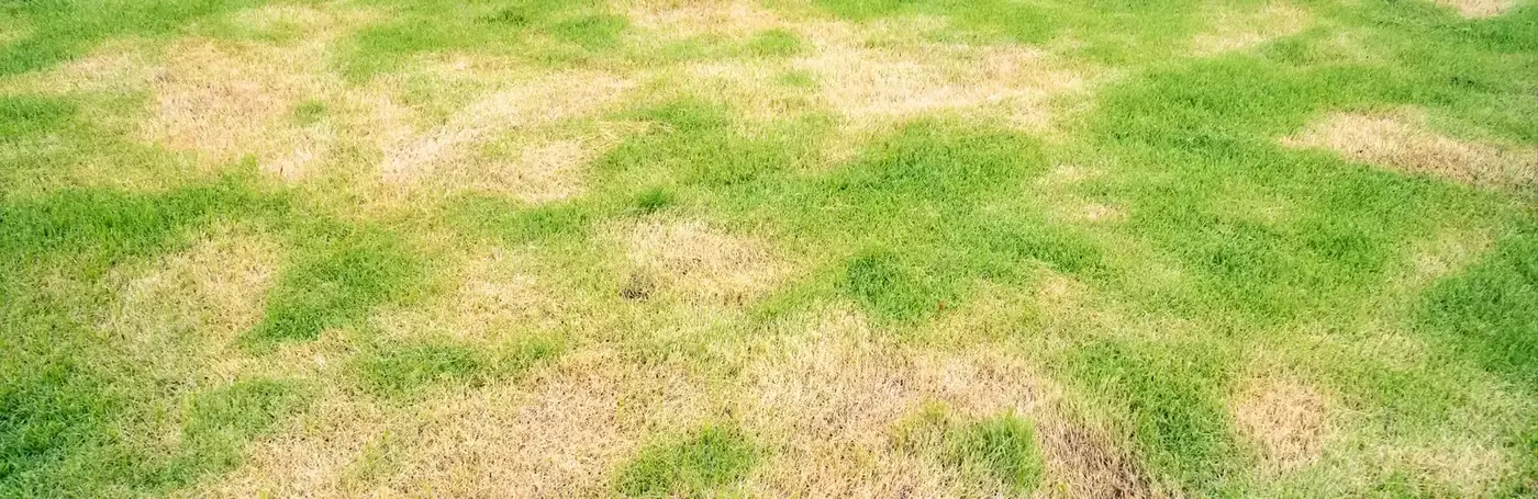 Lawn Disease Identification Guide | 4-Evergreen, LLC.