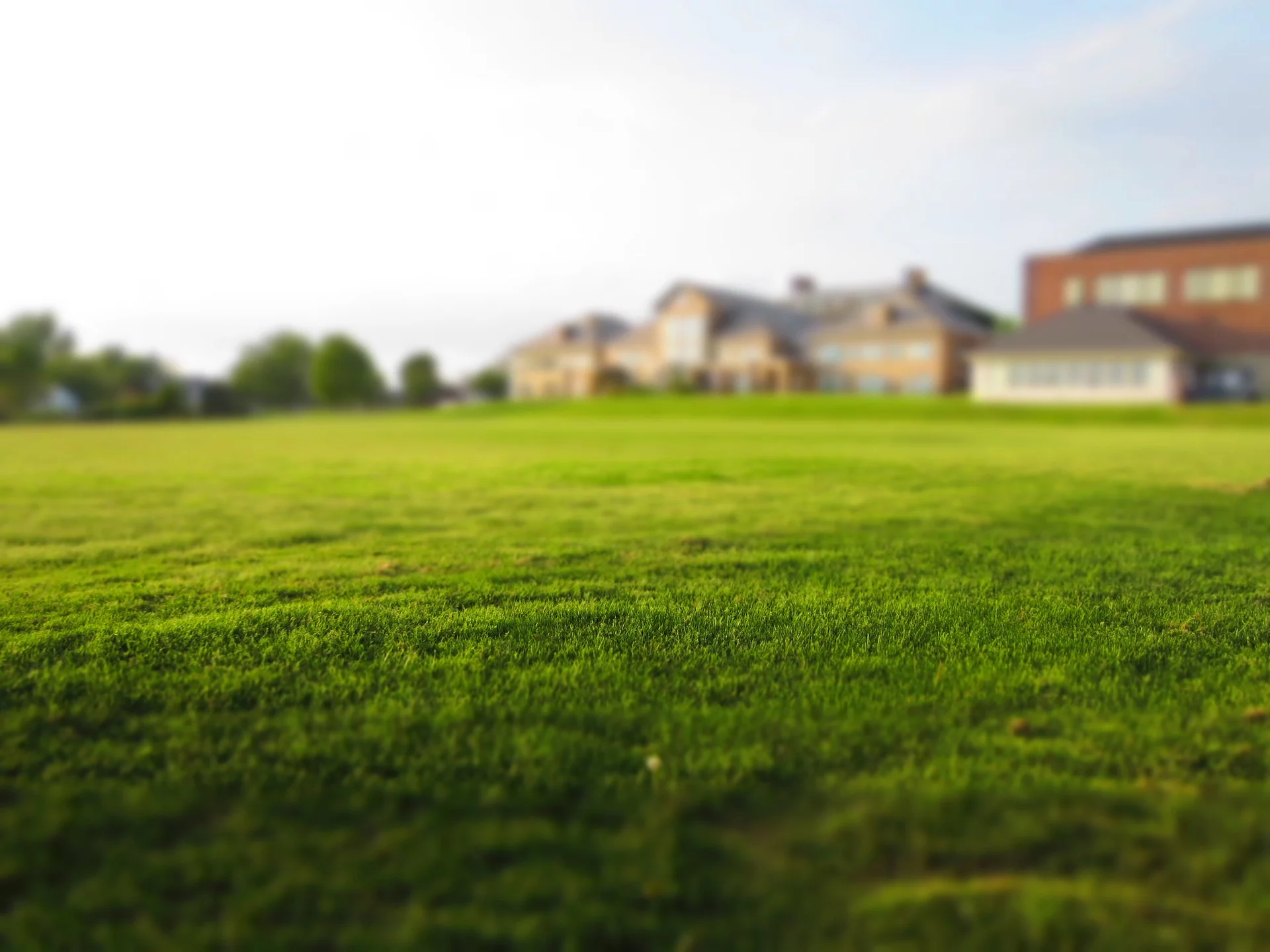 Types Of Grasses In Alabama 4 Evergreen